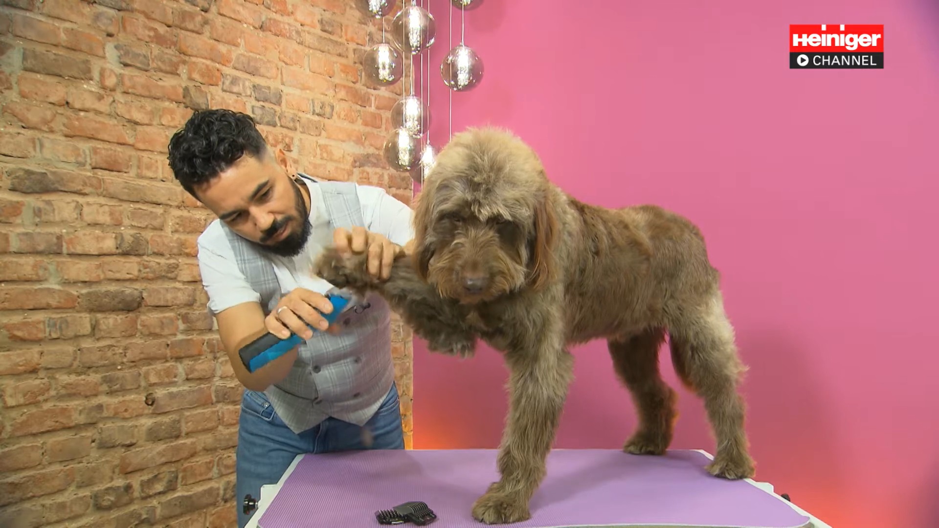 A5 Snap-On Blade Guide for dog clipping and trimming - looking at all ...
